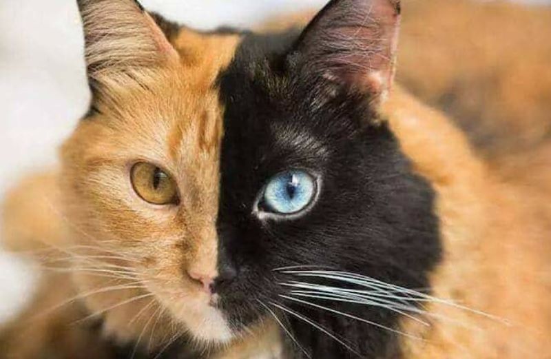 3 необычные белые кошки с разными глазами